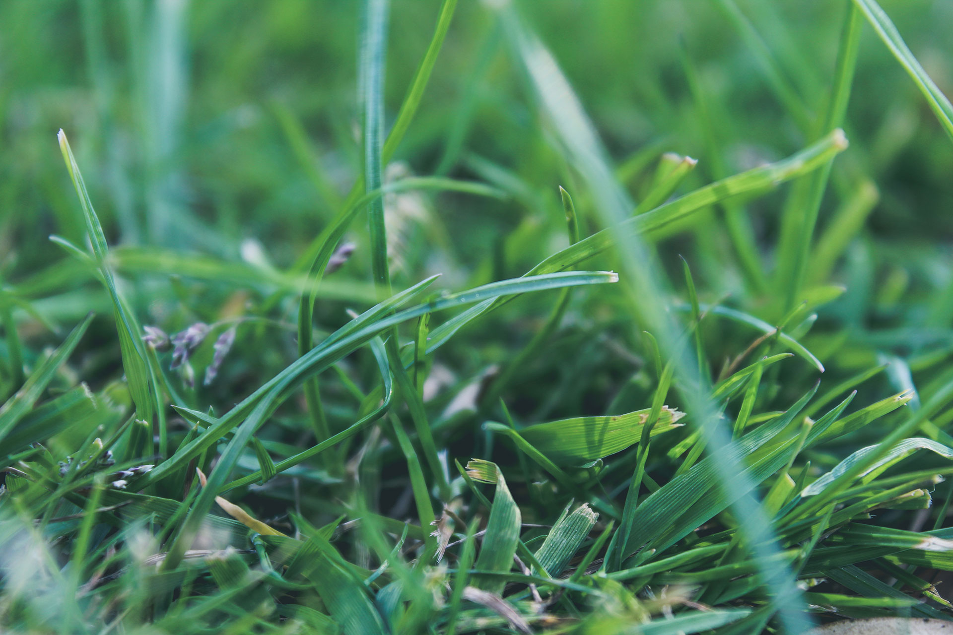 How To Prevent And Control Crabgrass